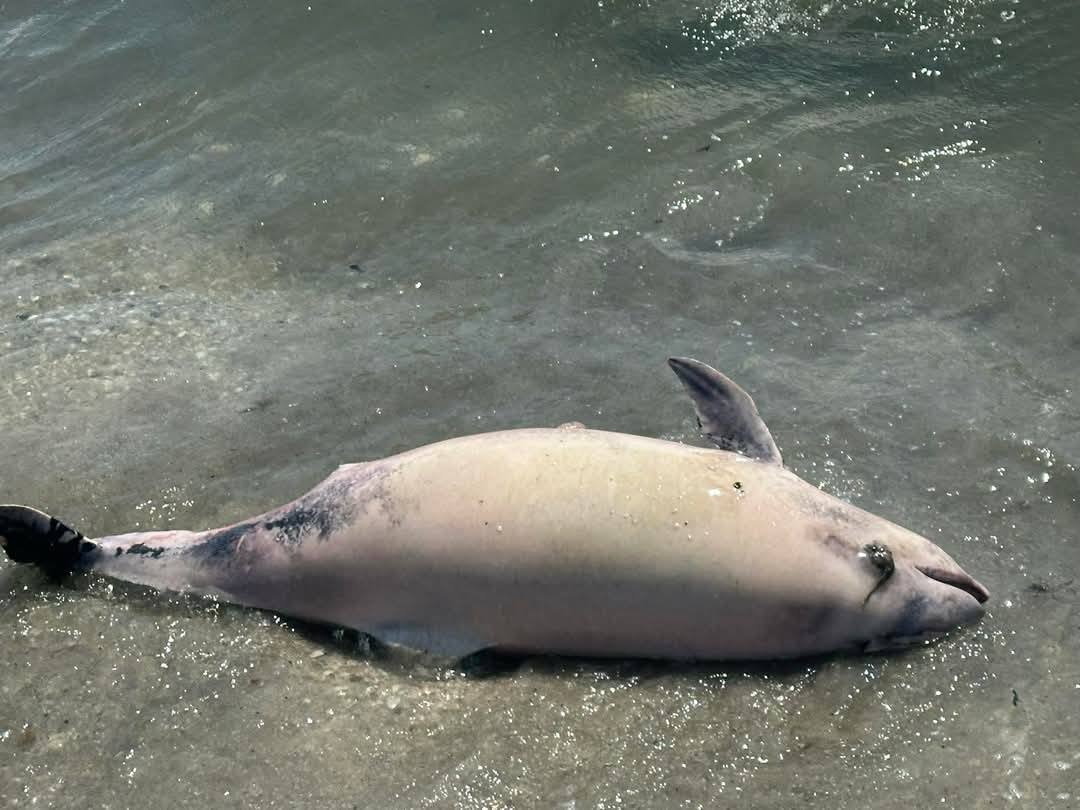 Dolphins continue to die in the Black Sea from Russian ecocide :: Intent :: Ukrainian Media ...