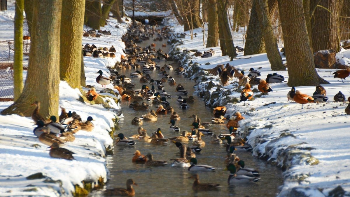 Animals of Askania-Nova Nature Reserve are under threat :: Intent ...