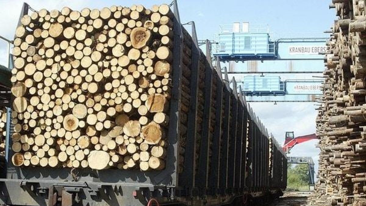 Smuggling of timber through forgery of documents exposed in Odesa ...