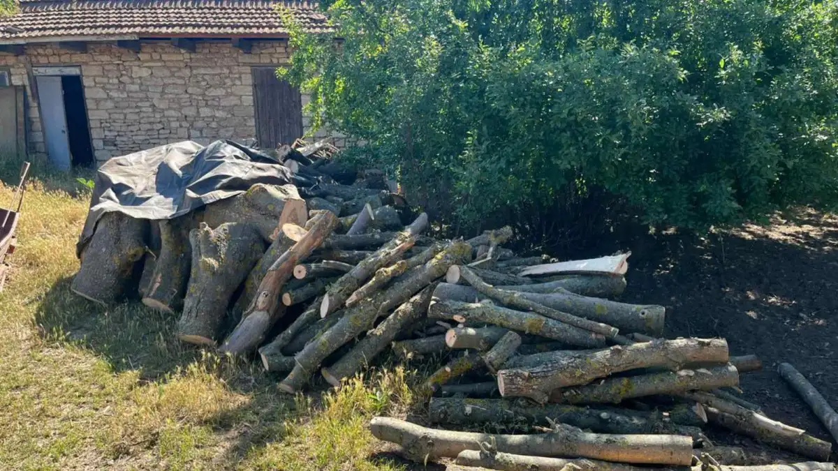 Prosecutor's Office exposes 'black' loggers in Mykolaiv region ...